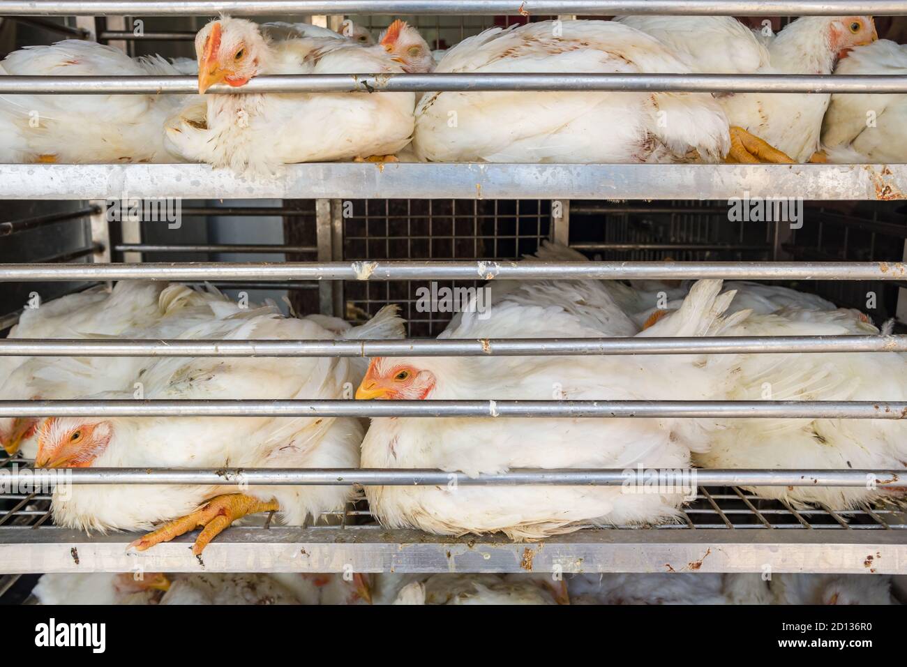 Chicken shop on the market in India Stock Photo - Alamy