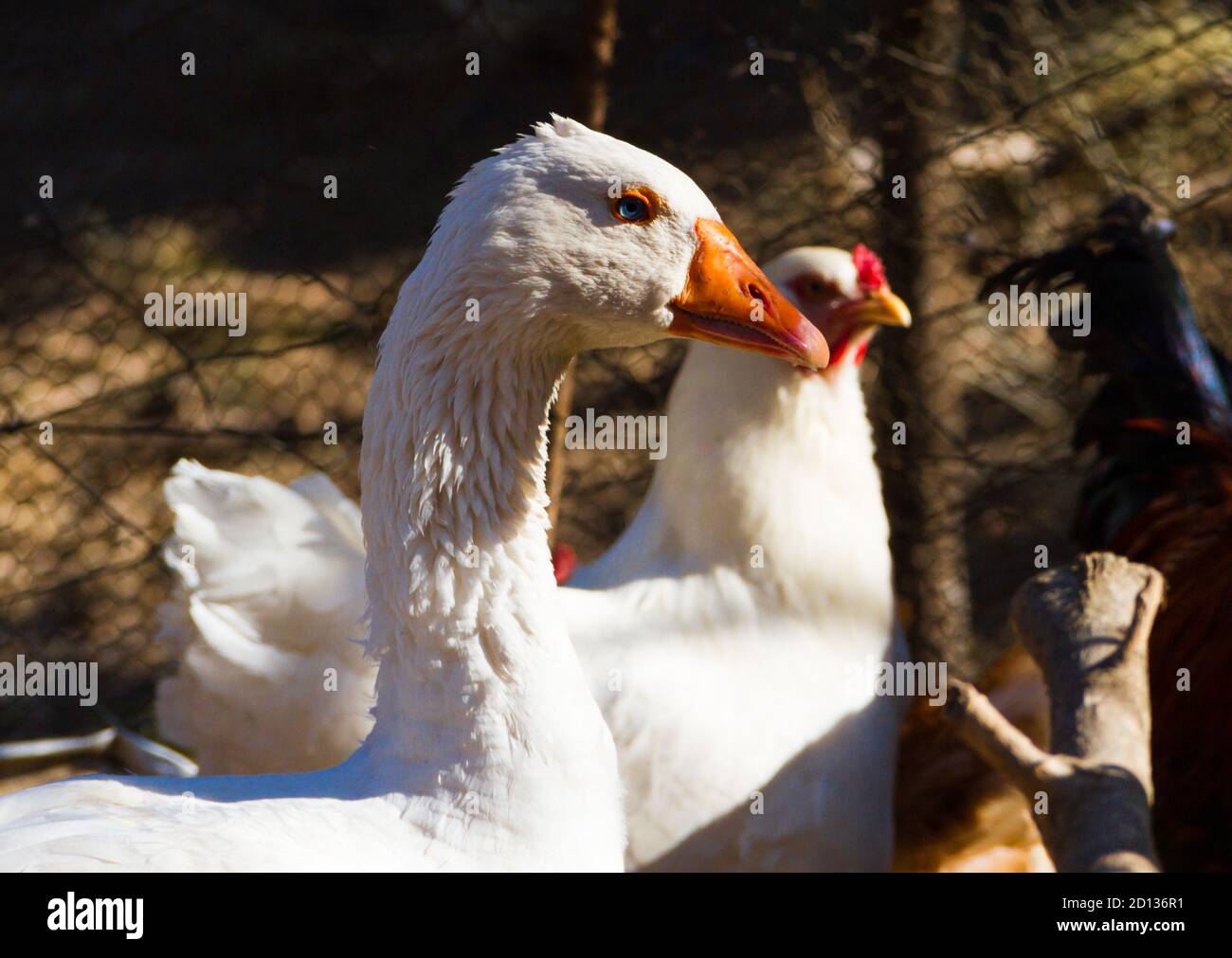 portrait of the goose in the chicken coop on the farm Stock Photo - Alamy