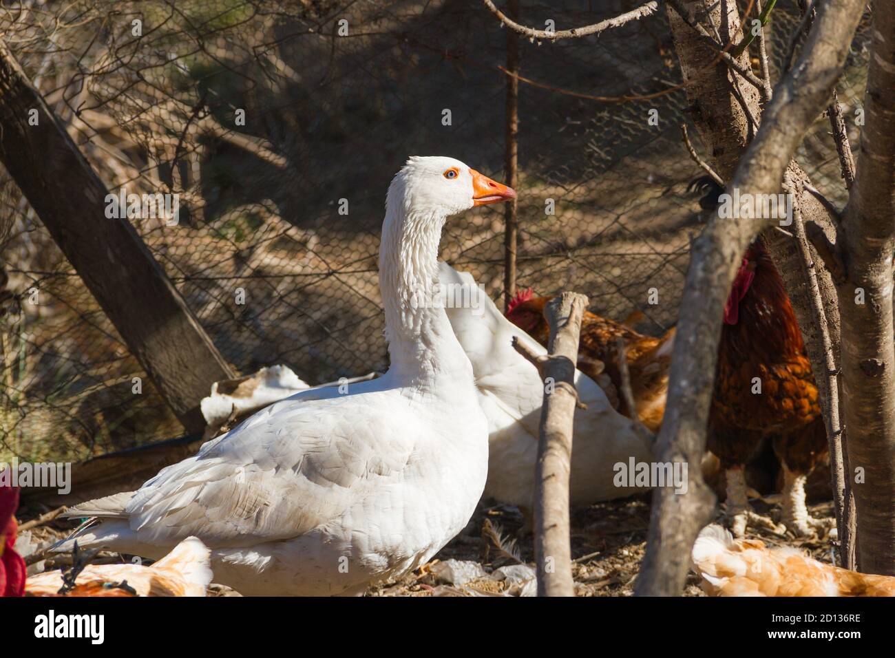 portrait of the goose in the chicken coop on the farm Stock Photo - Alamy