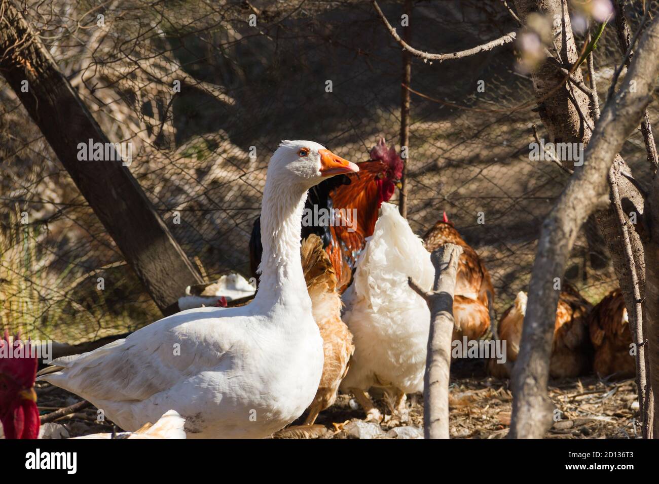 portrait of the goose in the chicken coop on the farm Stock Photo - Alamy