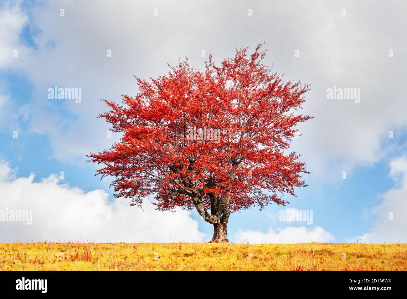 Majestic tree with orange leaves at autumn mountain valley. Dramatic ...
