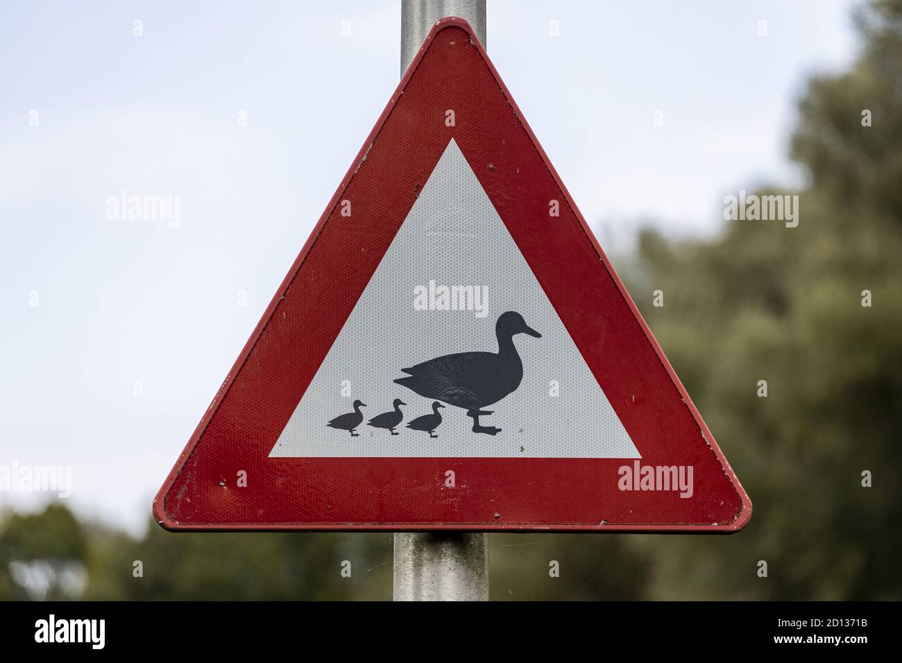 Ducklings on a row hi-res stock photography and images - Alamy