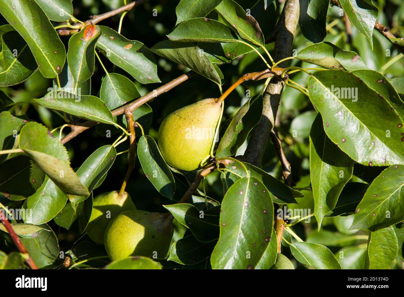 Pear tree garden hi-res stock photography and images - Alamy