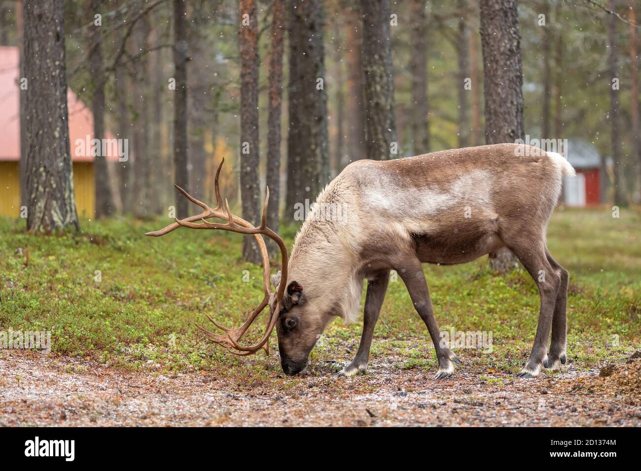 Wild reindeer grazing in pine forest in Lapland, Northern Finland Stock ...