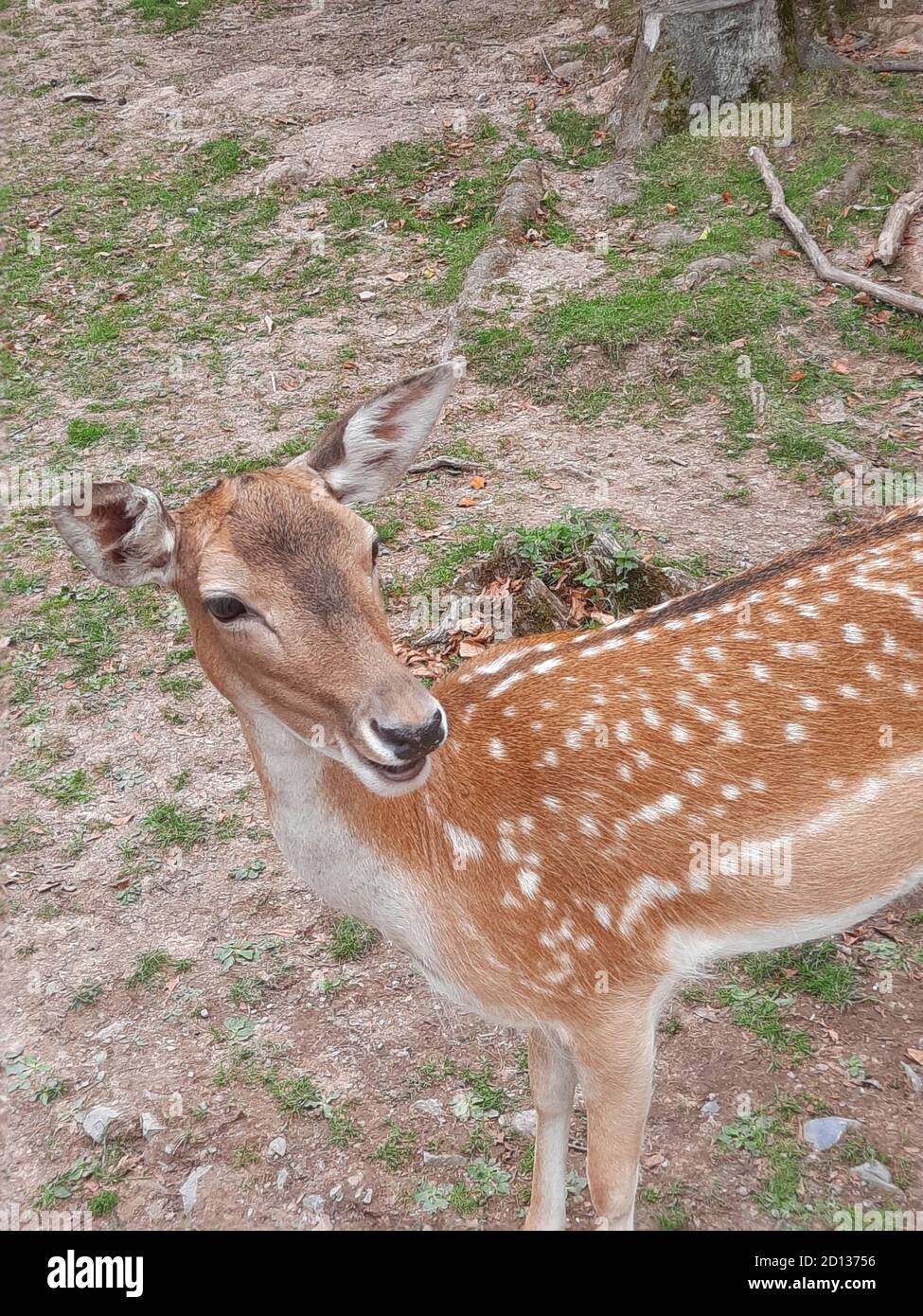 Vertical shot of a female fallow deer Stock Photo - Alamy