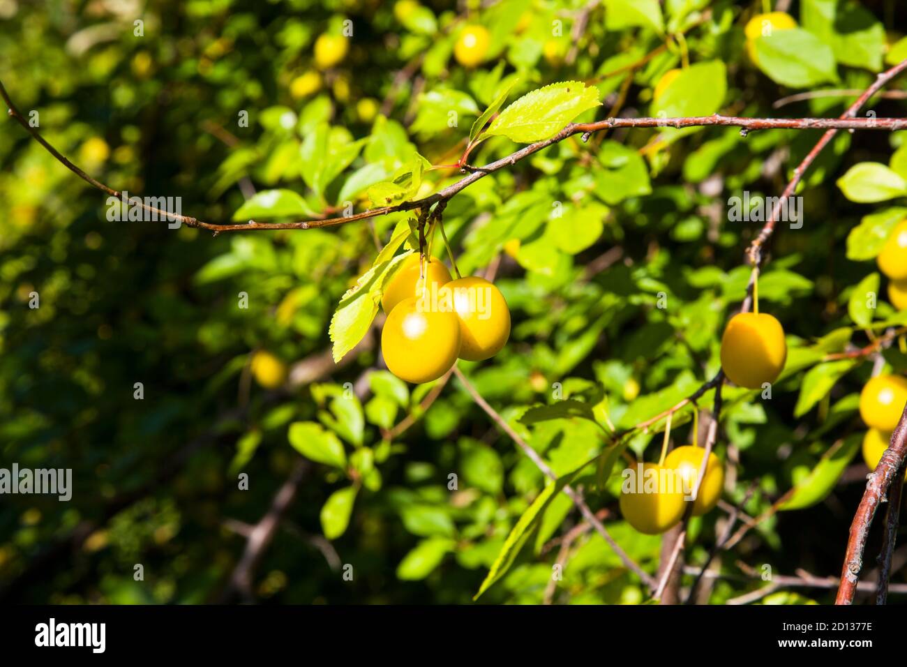 Plum tree autumn hi-res stock photography and images - Alamy