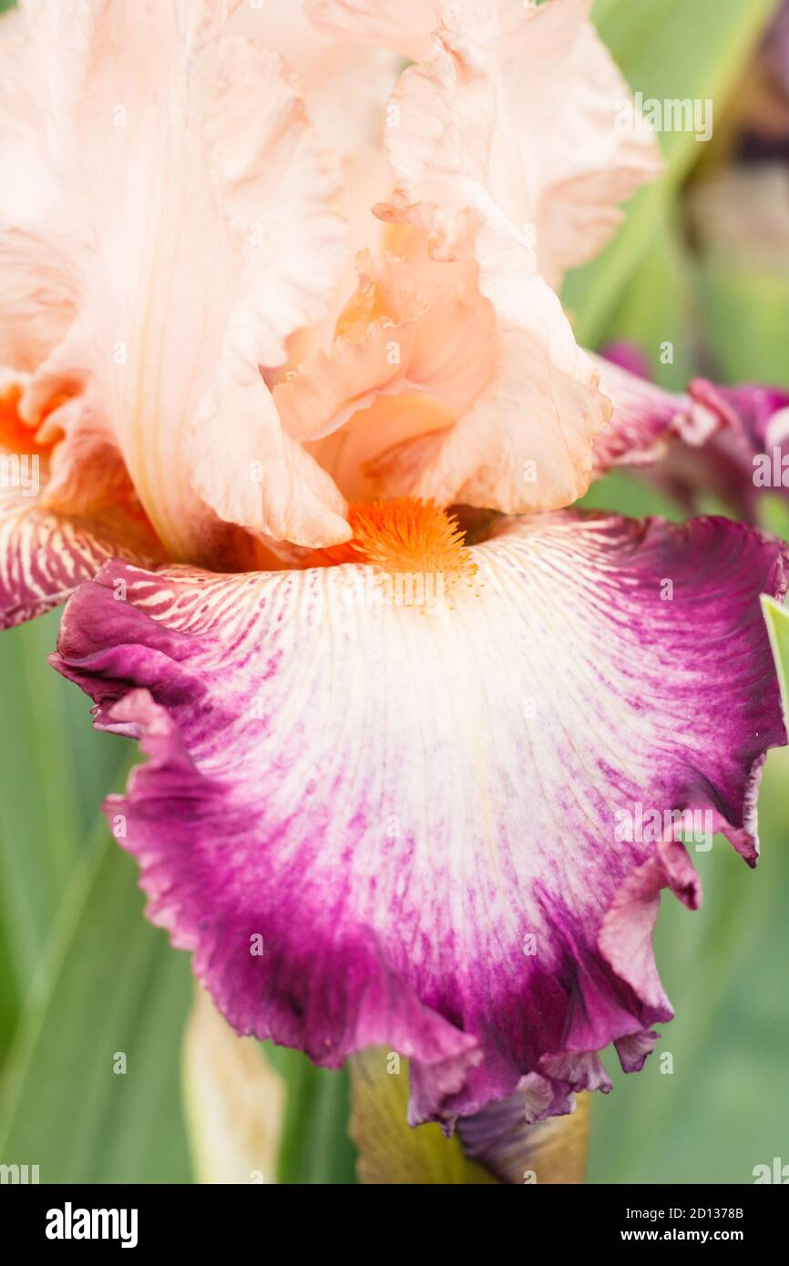 Beautiful multicolored iris flower bloom in the garden. Close up ...