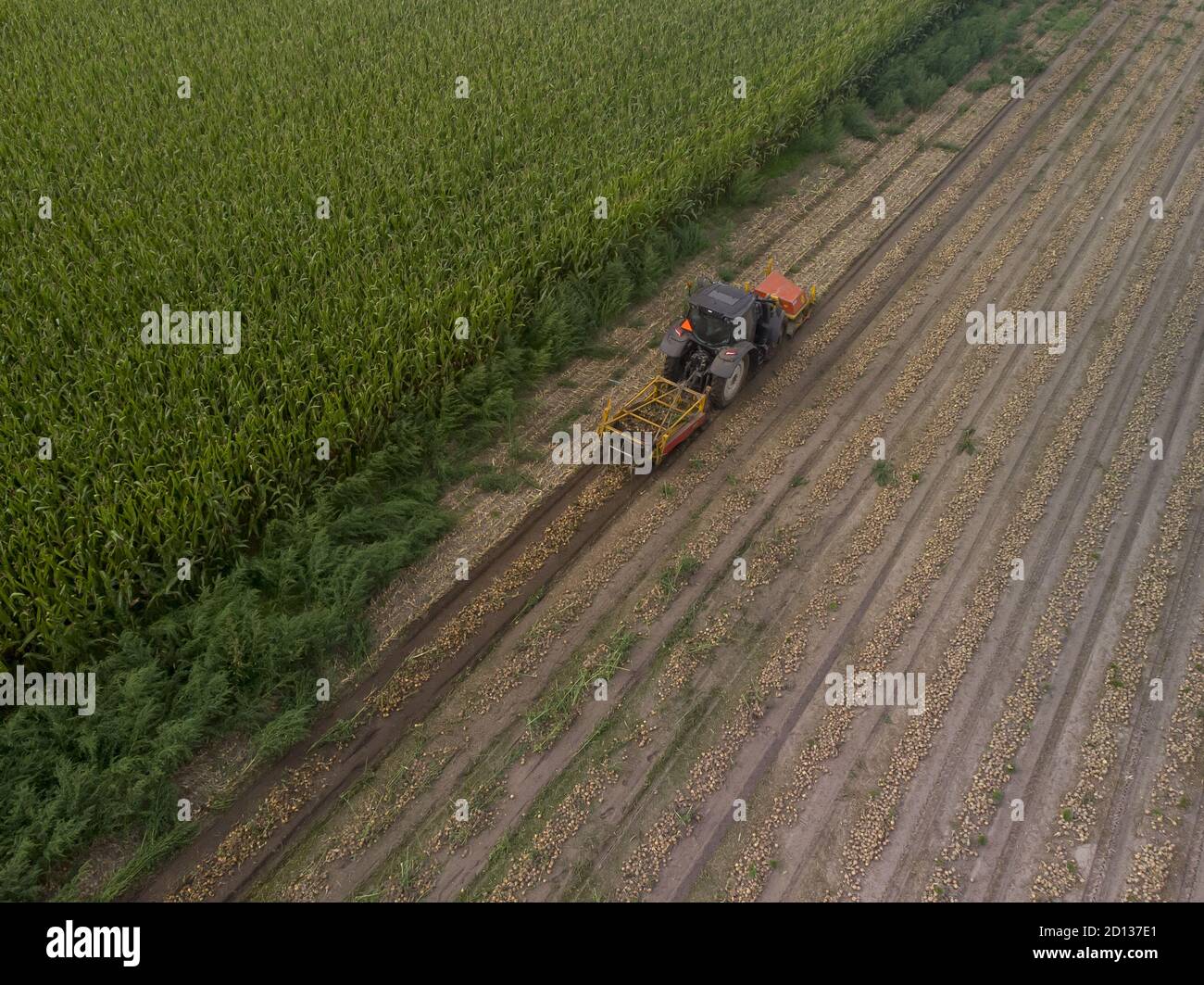Dutch farmland panorama Stock Photo - Alamy