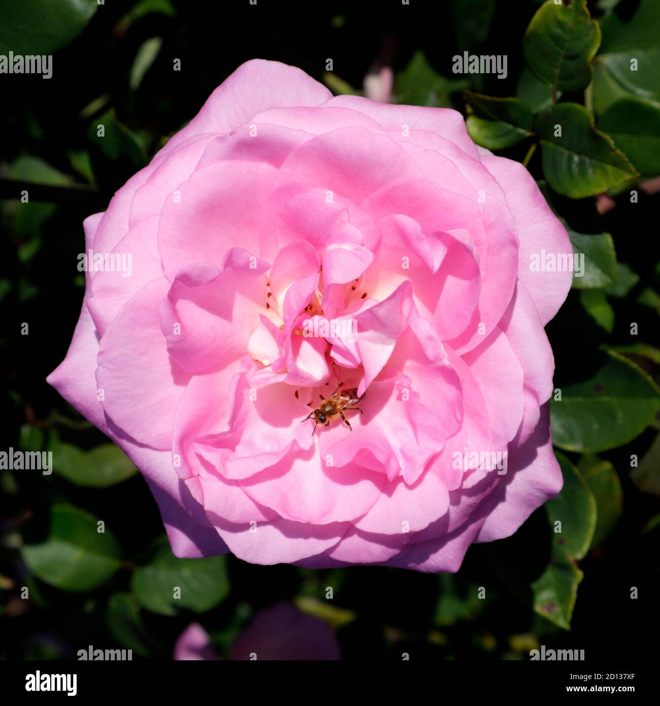 A pink rose with a honey bee taking nectar Stock Photo - Alamy