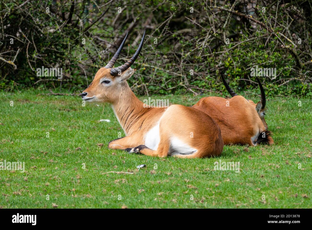 Sitatunga or marshbuck antelope lying on th grass Stock Photo - Alamy