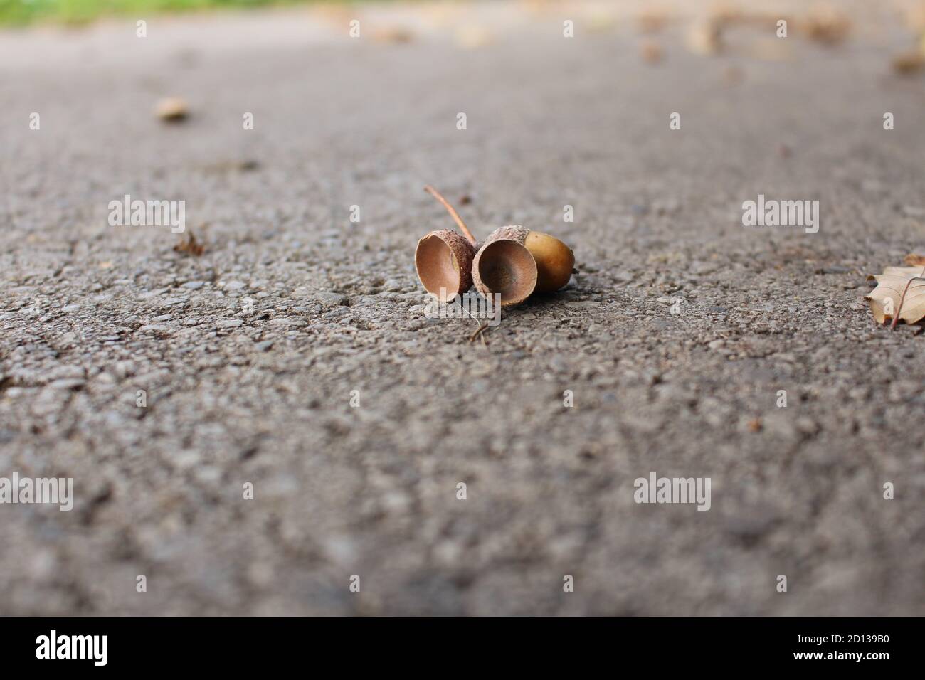 Acorn texture hi-res stock photography and images - Alamy
