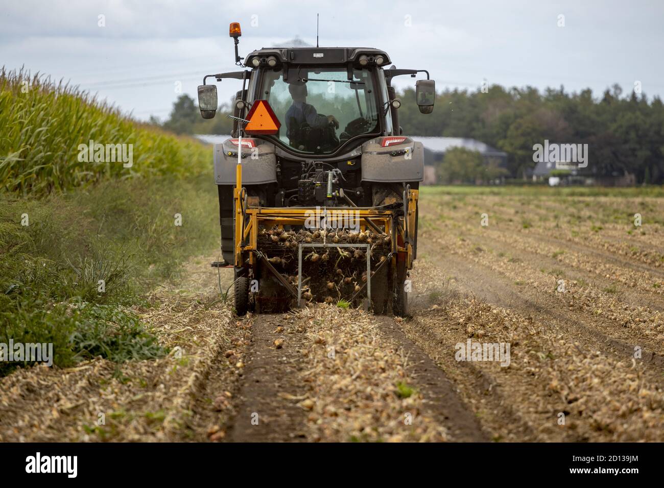 Onion grubbing machine behind tractor Stock Photo - Alamy