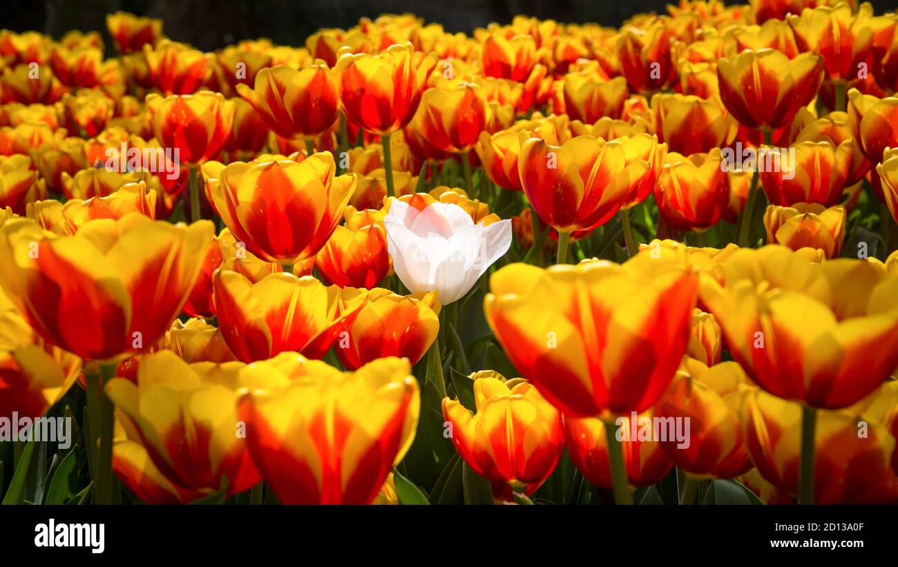 White flower in a bed of red flowers. Sign of diversity and inclusion ...