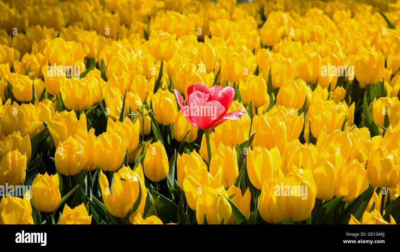 Red flower in a bed of yellow flowers. Sign of diversity and inclusion ...