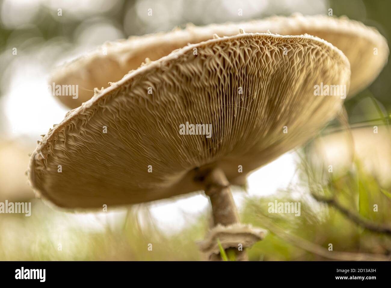 Pancake cap of huge mushrooms Stock Photo - Alamy