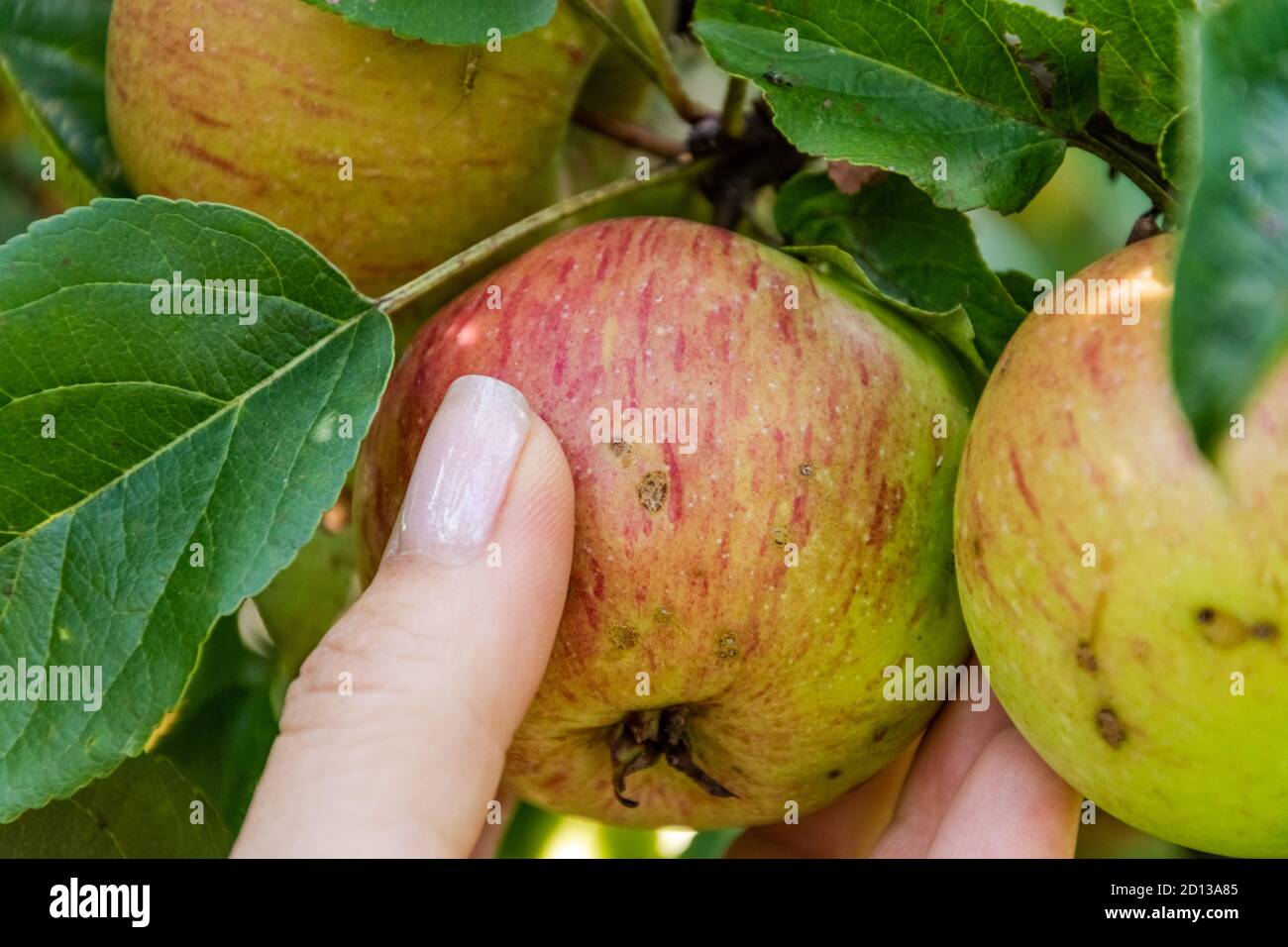 A woman's hand reaches for an apple to rip it off Stock Photo - Alamy