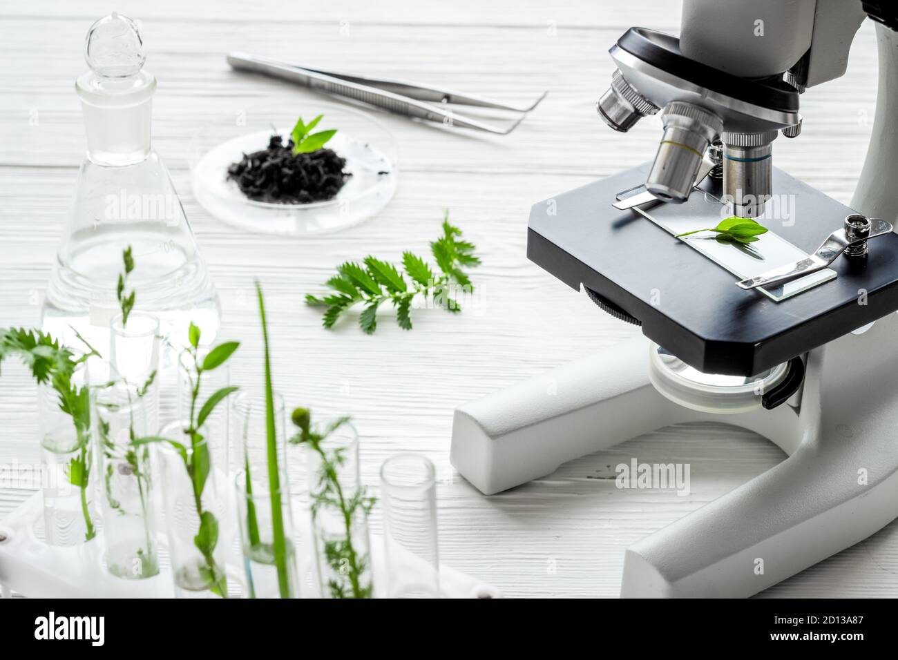 Microscope and plants on a table in scientific laboratory. Agriculture ...