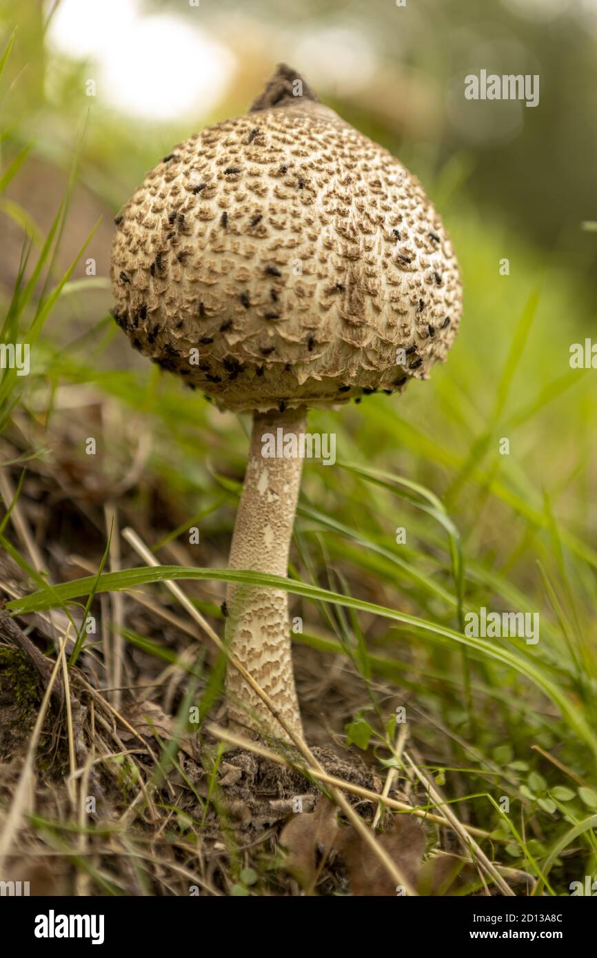 Growing mushroom with flies Stock Photo - Alamy