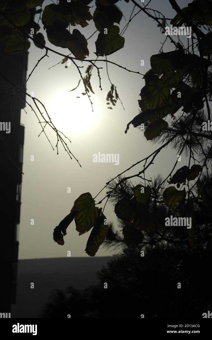 Sun between leafs hi-res stock photography and images - Alamy