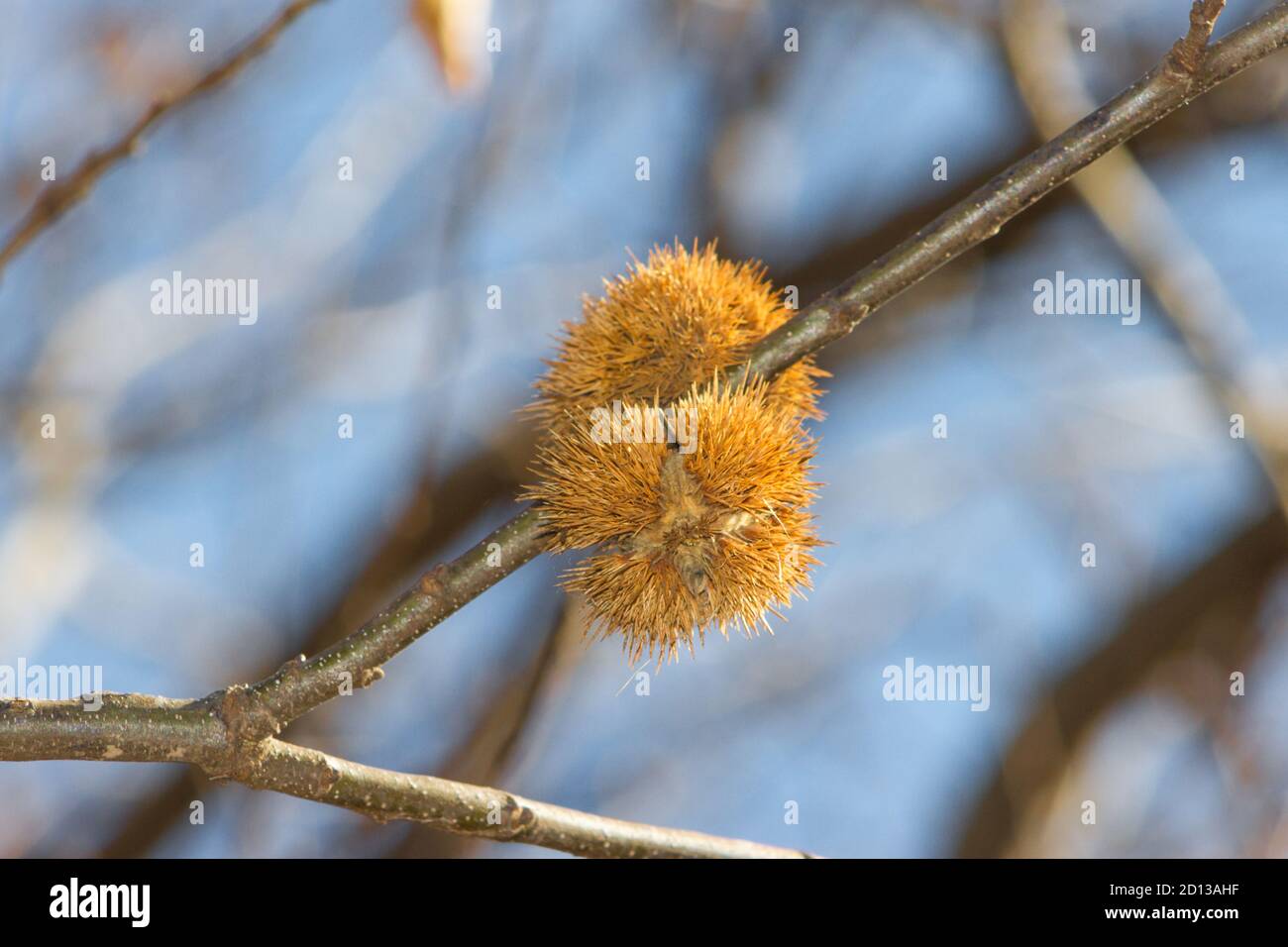 Branch of a chestnut tree hi-res stock photography and images - Alamy