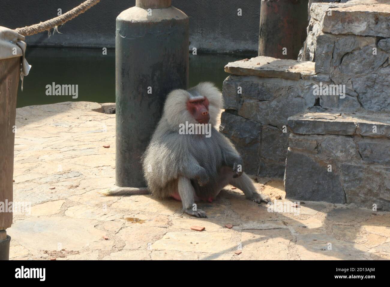 Baboon at the zoo hi-res stock photography and images - Alamy