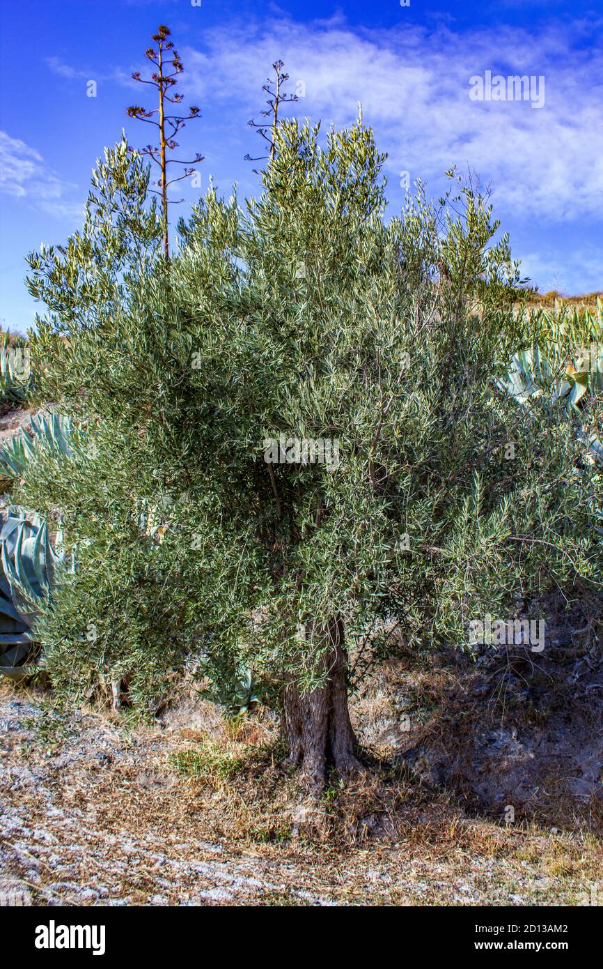 Single olive tree hi-res stock photography and images - Alamy
