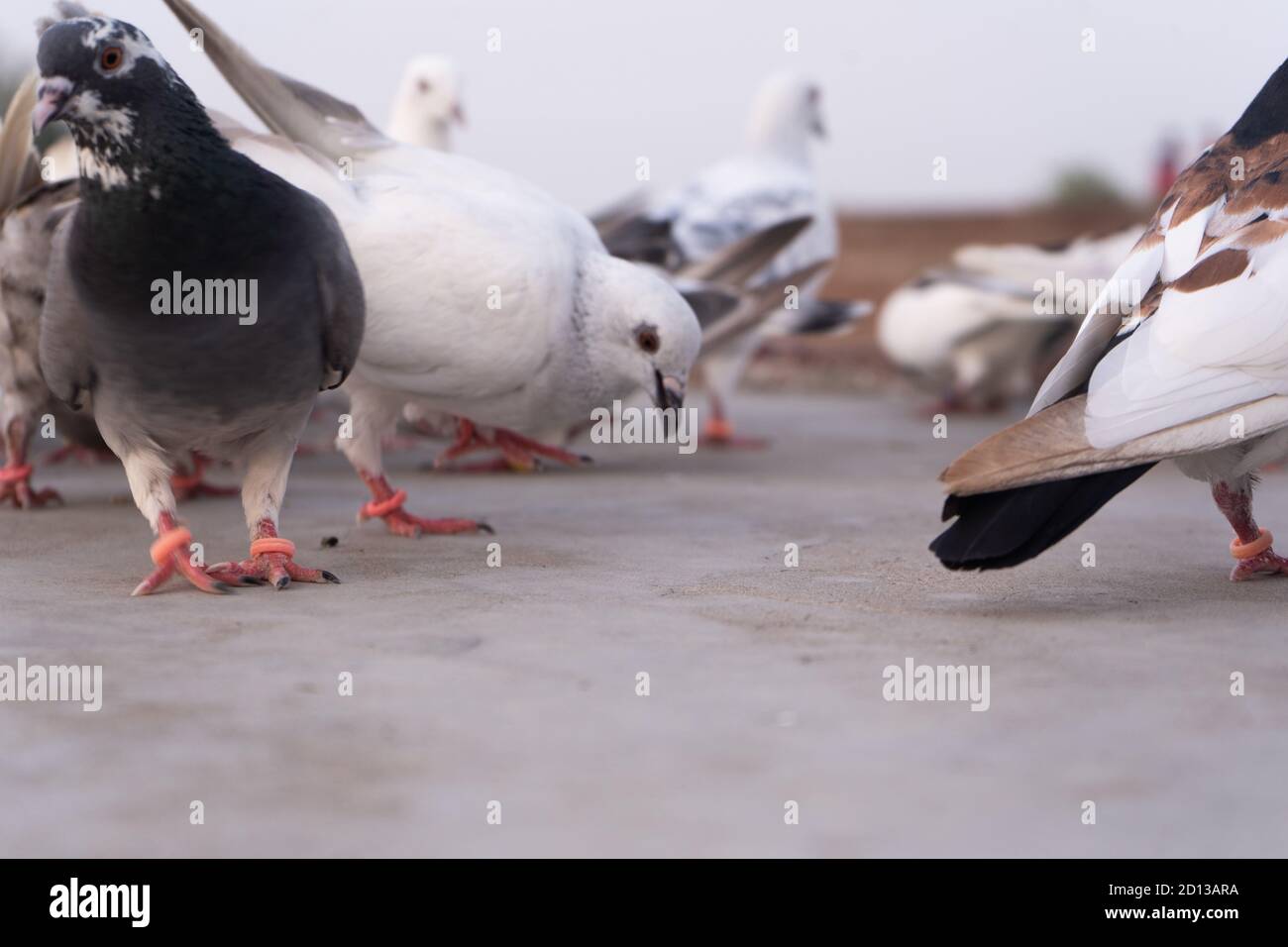 Domesticated pigeons with tie band on their legs Stock Photo - Alamy