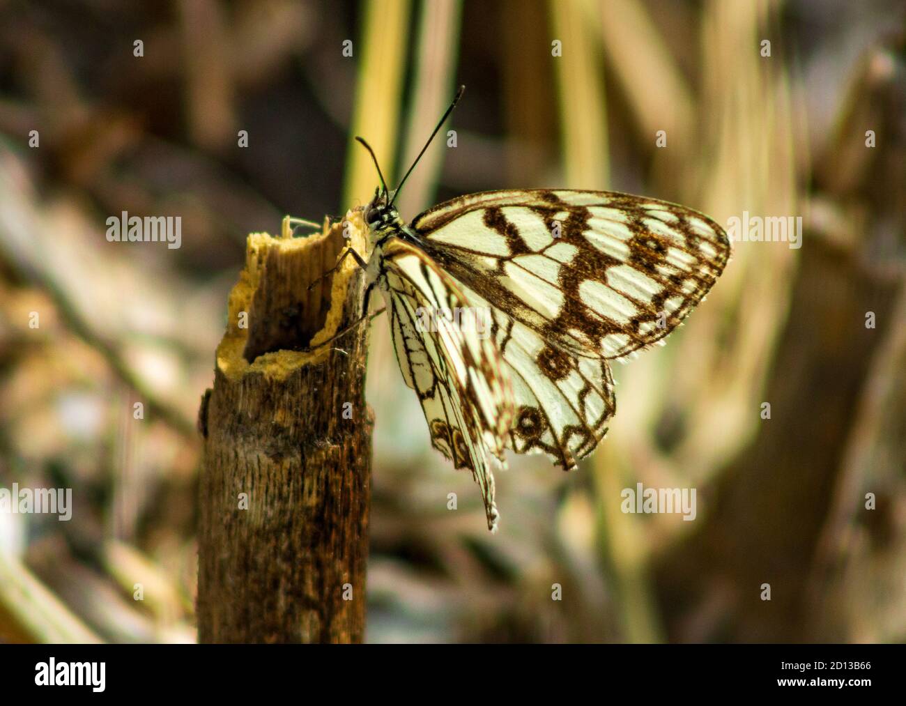 Marble white butterfly hi-res stock photography and images - Alamy