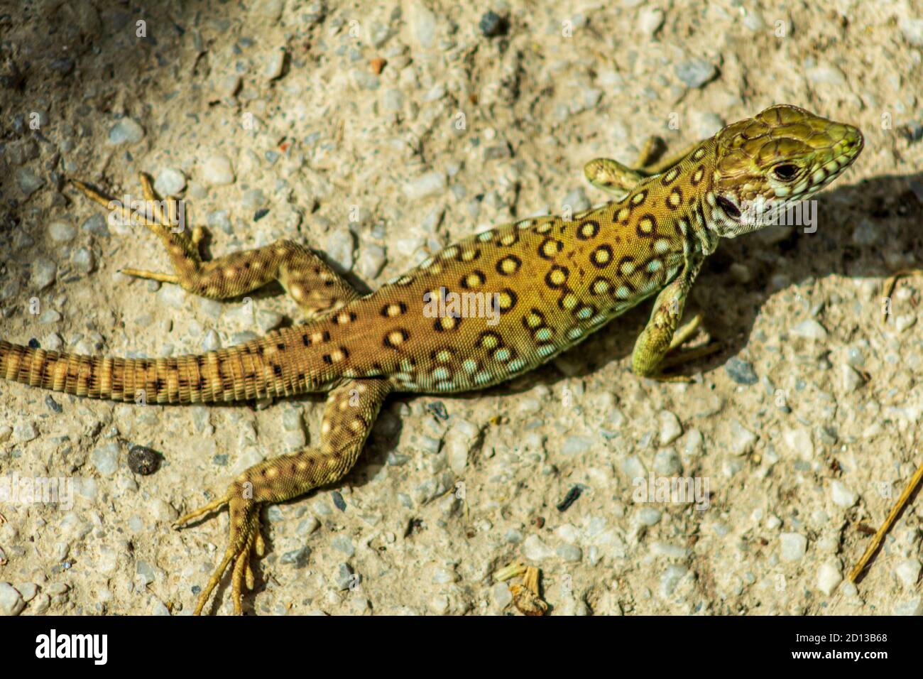 Timon lepidus, Ocellated lizard Stock Photo - Alamy