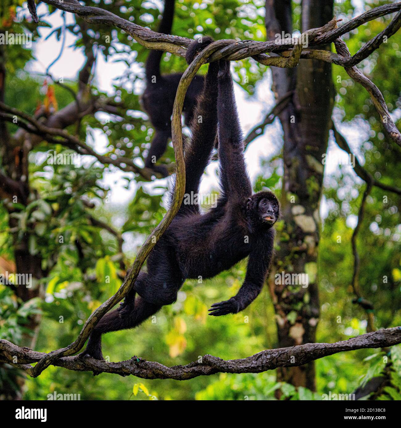 Animals in the Singapore Zoo Stock Photo - Alamy