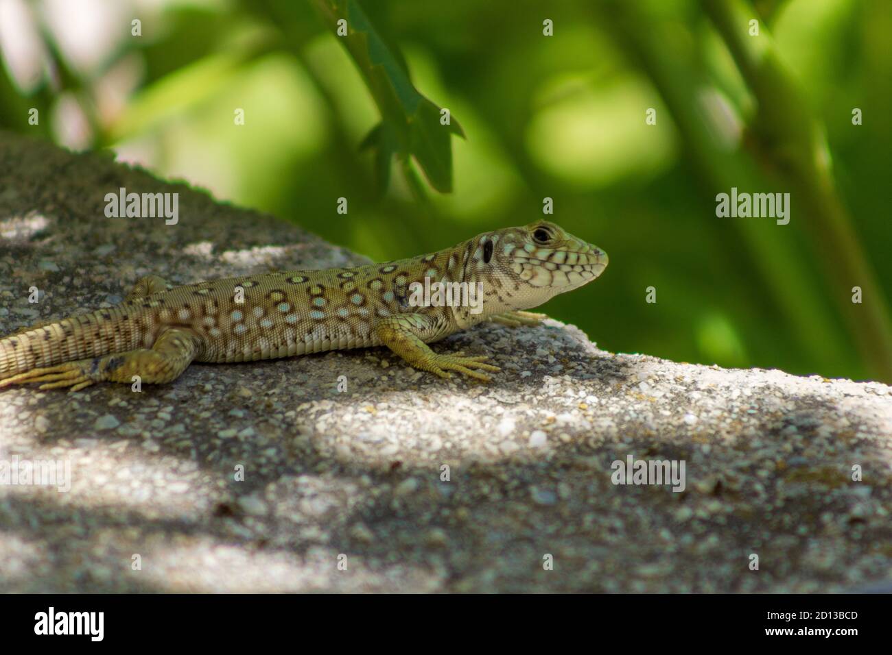 Timon lepidus, Ocellated lizard Stock Photo - Alamy