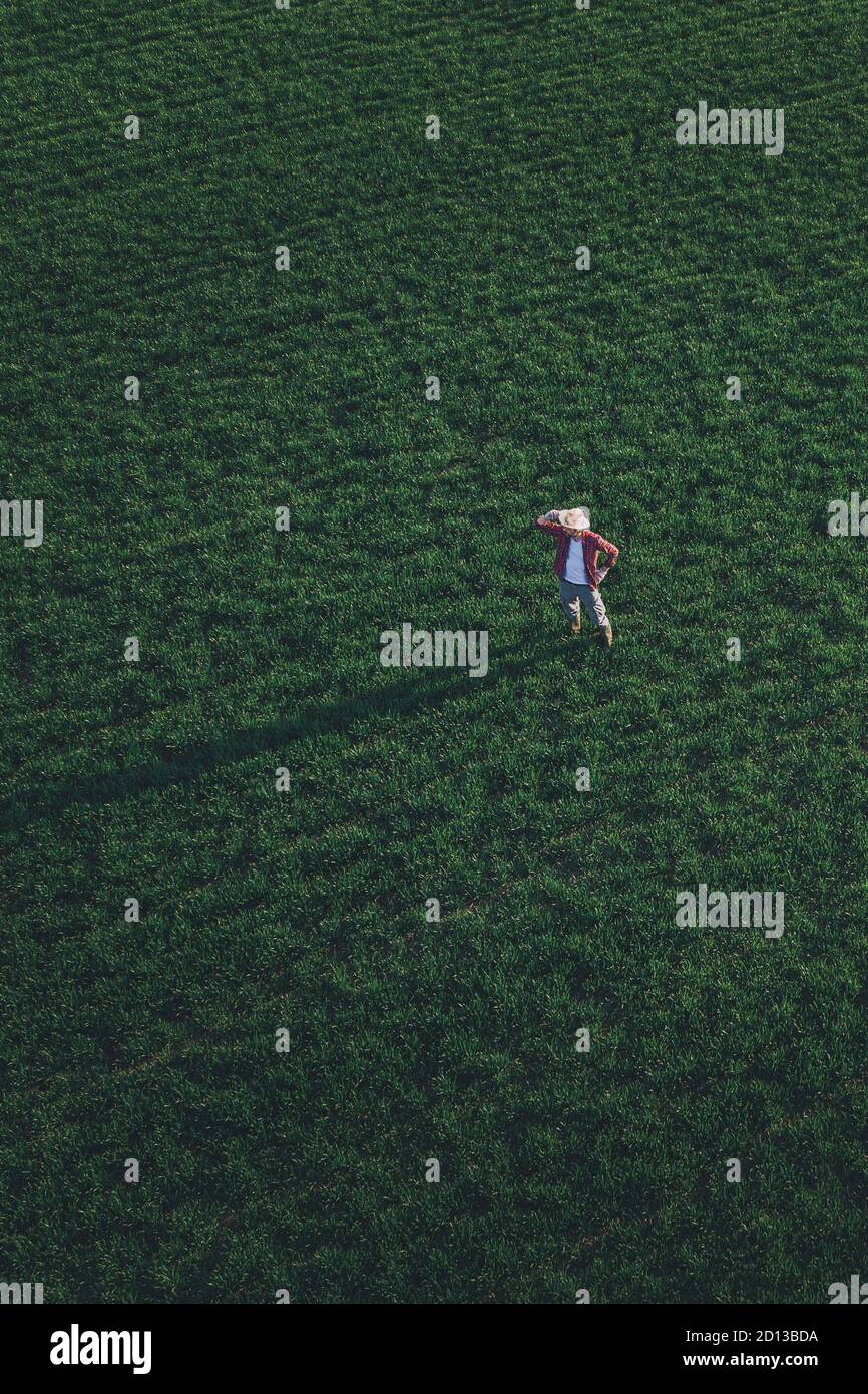 Wheat farmer standing and looking over wheatgrass field, aerial view of ...