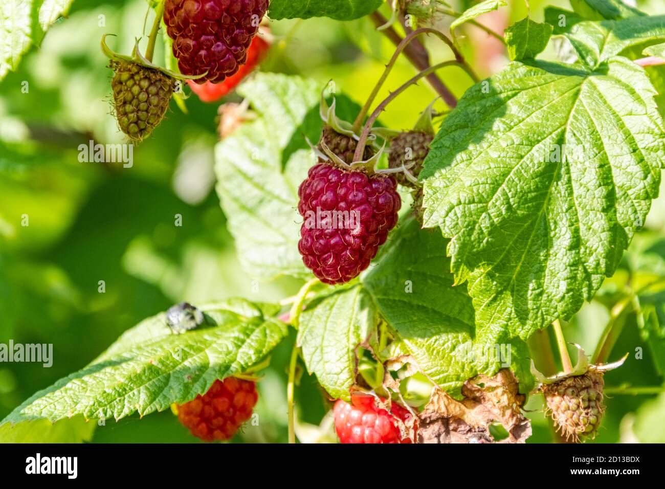 Growing healthy and delicious autumn raspberries on the bush Stock ...