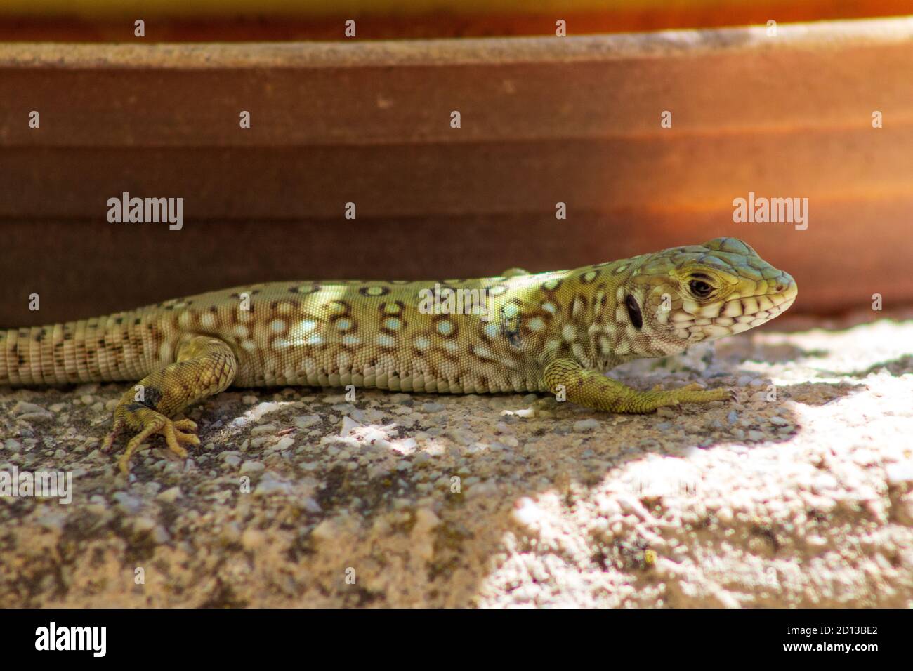 Timon lepidus, Ocellated lizard Stock Photo - Alamy