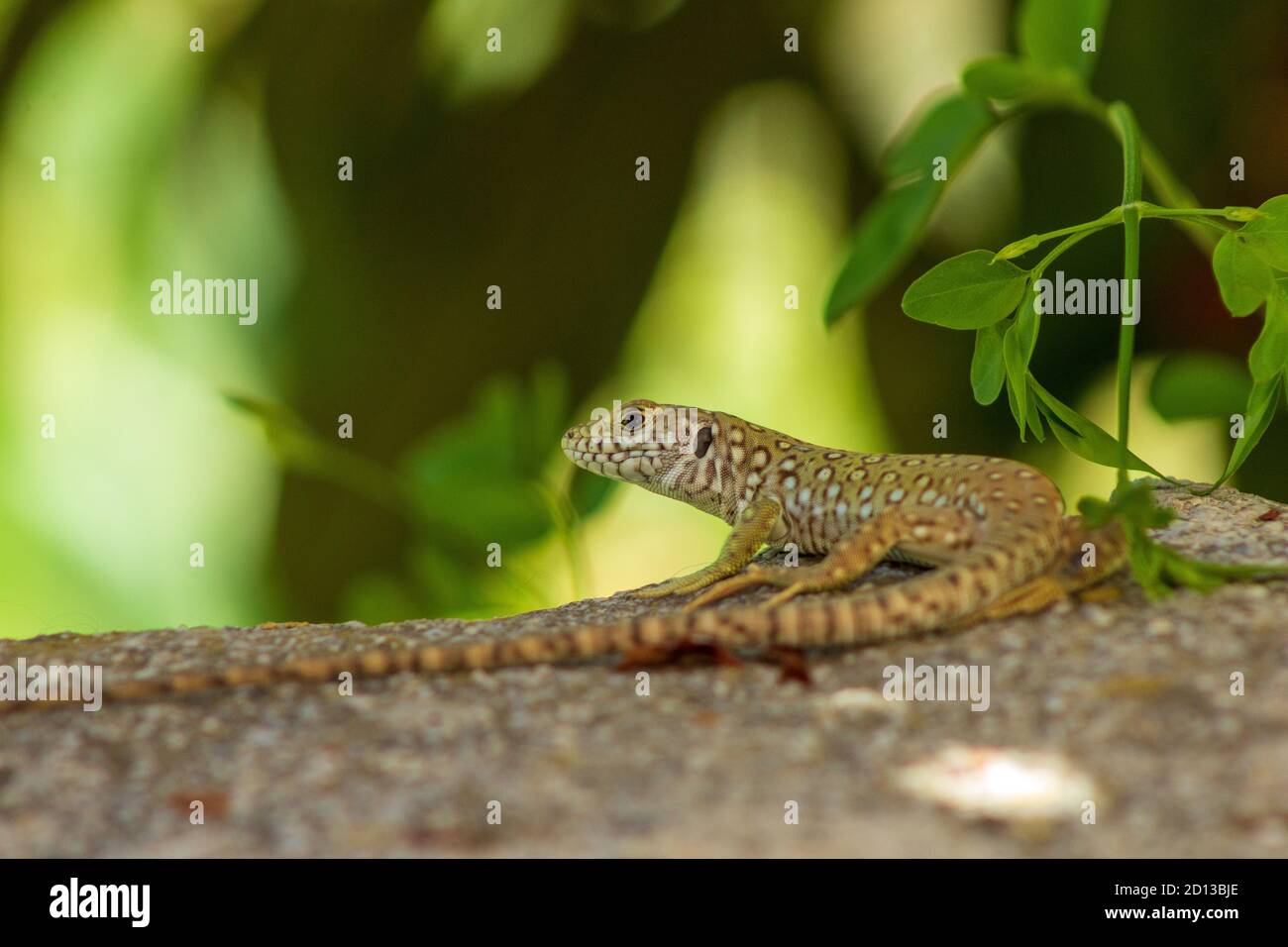 Timon lepidus, Ocellated lizard Stock Photo - Alamy