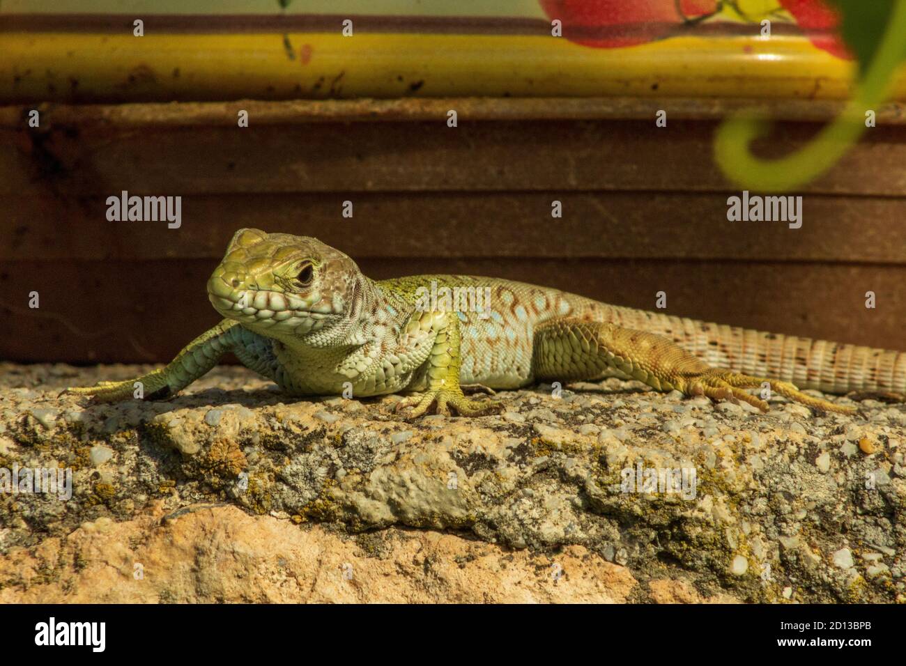 Timon lepidus, Ocellated lizard Stock Photo - Alamy