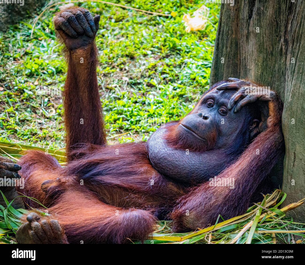 Animals in the Singapore Zoo Stock Photo - Alamy