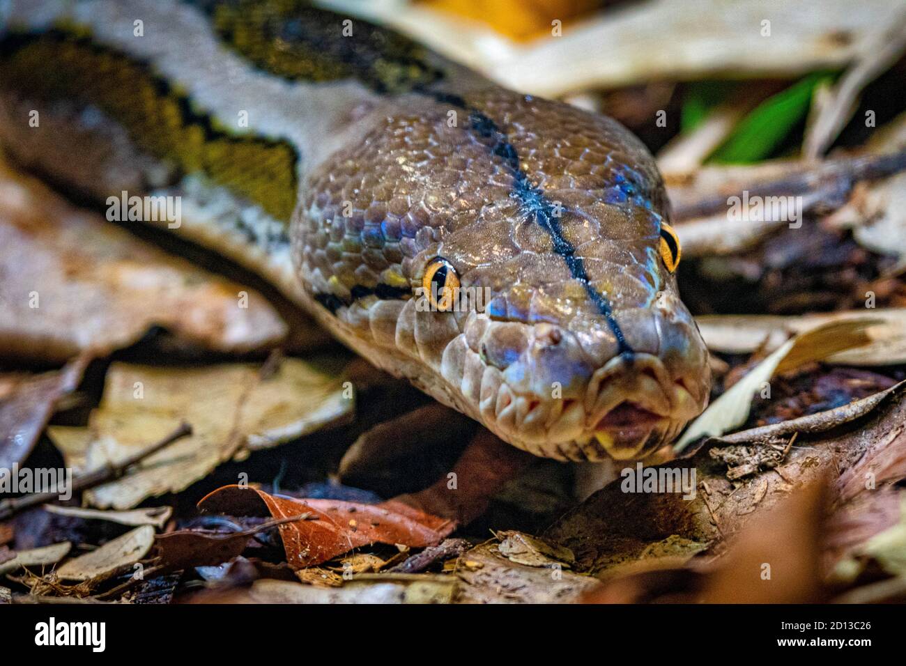 Singapore Zoo Snakes