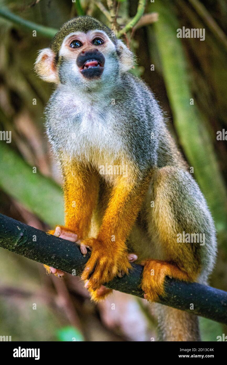 Animals in the Singapore Zoo Stock Photo - Alamy