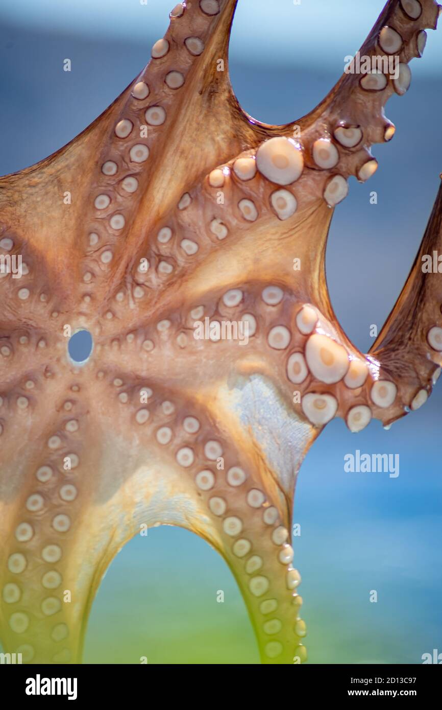 Close-up of an octopus hanging to dry from sun in picturesque fishing ...