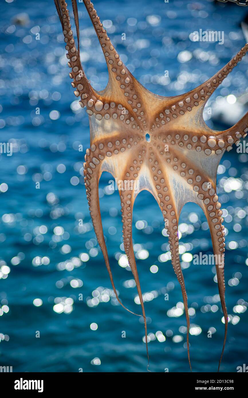 Octopus hanging to dry from sun in picturesque fishing harbour and bay ...