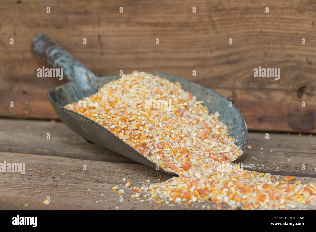 broken corn kernels for animal feed for sale in forage Stock Photo - Alamy