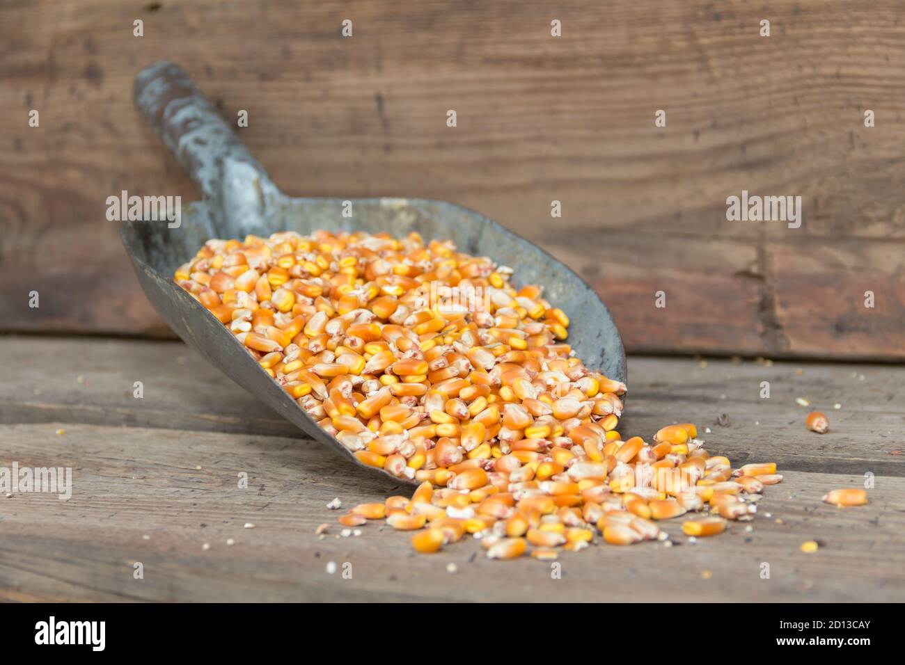 whole corn grains for animal feed for sale in the forage Stock Photo ...
