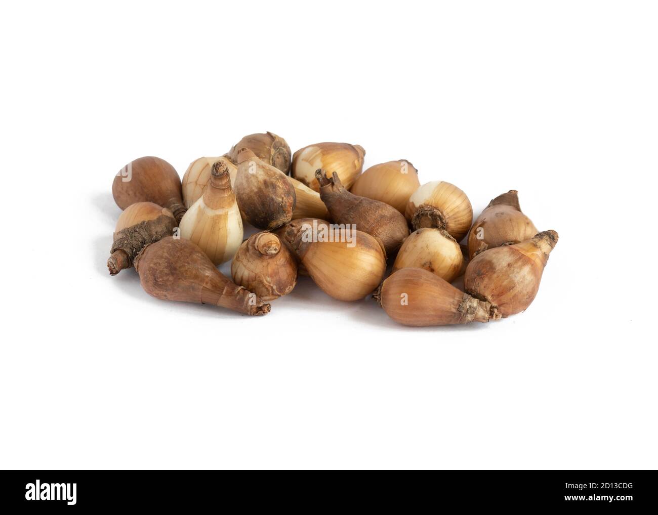 group of snowdrop bulbs ready to plant isolated on a white background ...