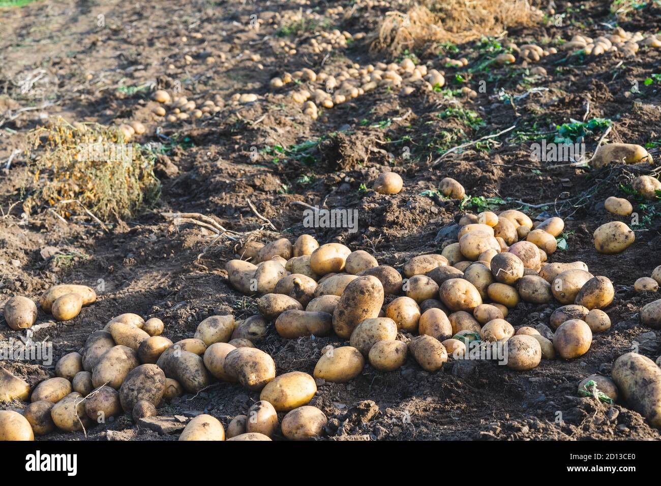 Potatoes fresh from the ground. Farming Stock Photo - Alamy