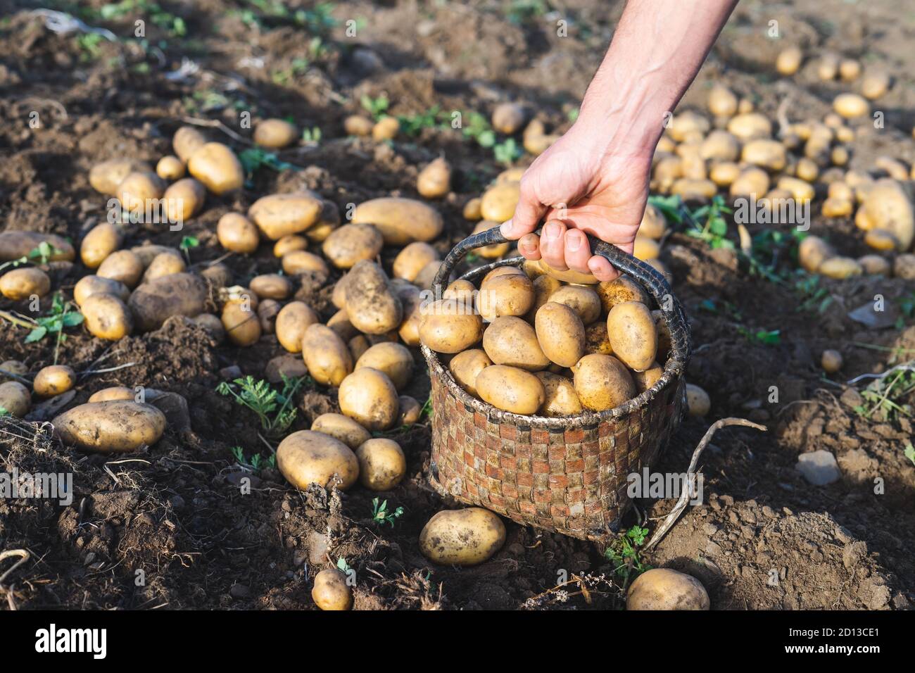 People picking potatoes hi-res stock photography and images - Alamy