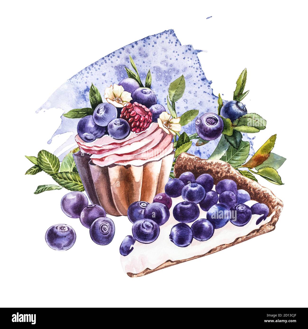 Blueberry. Watercolor botanical illustration. Hand drawn watercolor ...