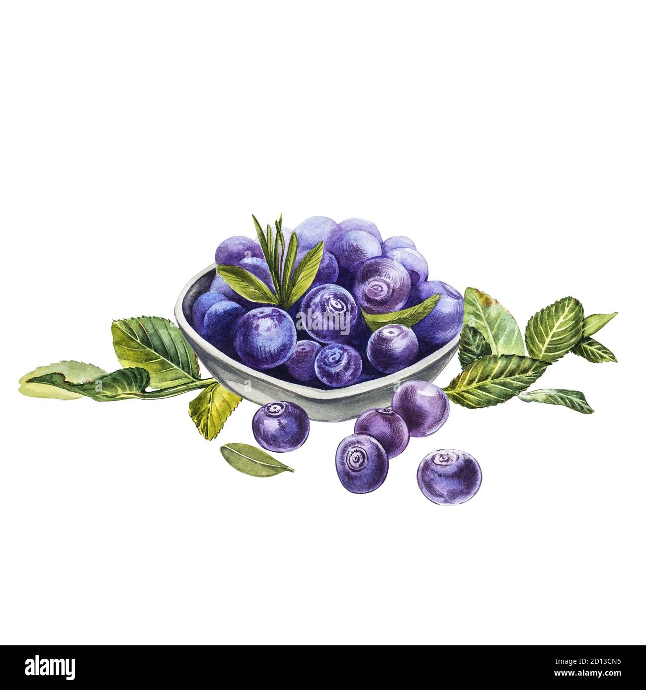 Blueberry. Watercolor botanical illustration. Hand drawn watercolor ...