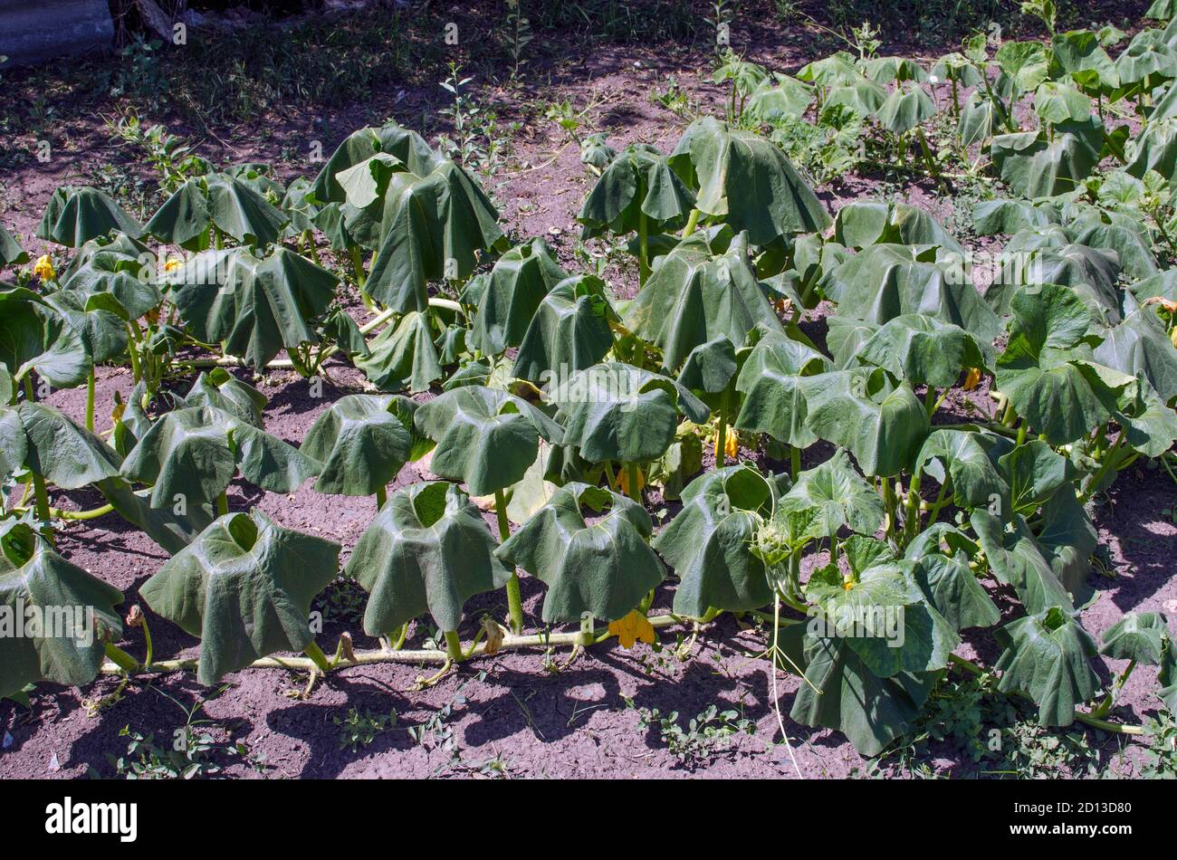 Pumpkin leaves wilted from heat and drought Stock Photo - Alamy