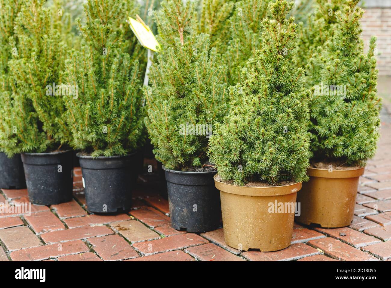 Trees that grow in pots hi-res stock photography and images - Alamy